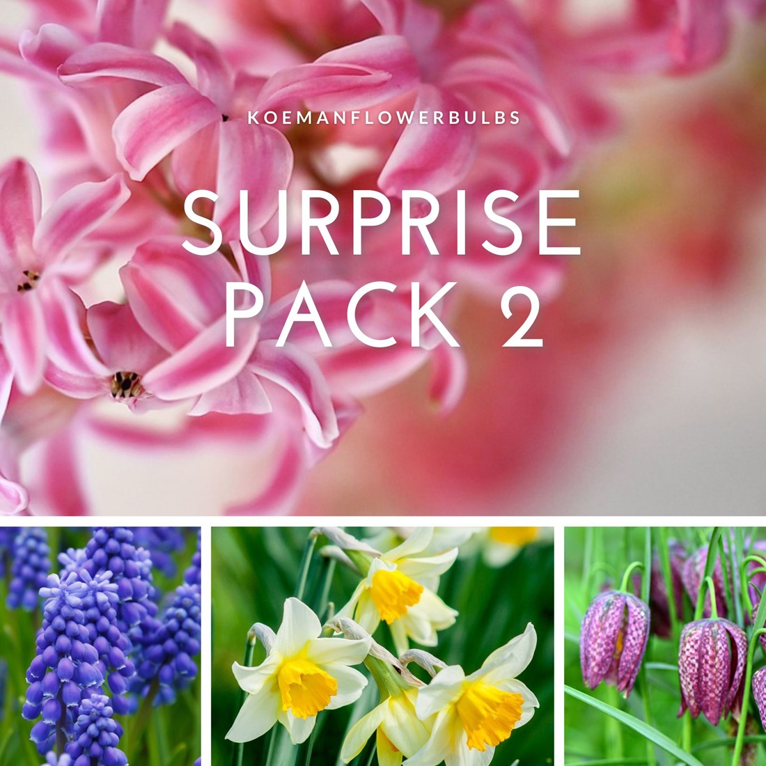 Want to buy Flower bulb Surprise pack 2 ? Fast delivery and competitive ...