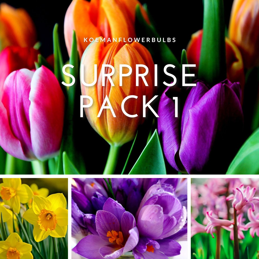 Want to buy Flower bulb Surprise pack 1 ? Fast delivery and competitive ...