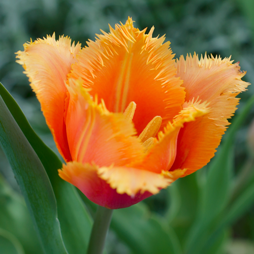 Want to buy Tulip Lambada - Tulipa Crispa ? Fast delivery and ...